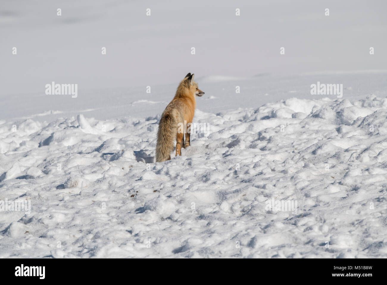Red Fox in Winter Stock Photo - Alamy
