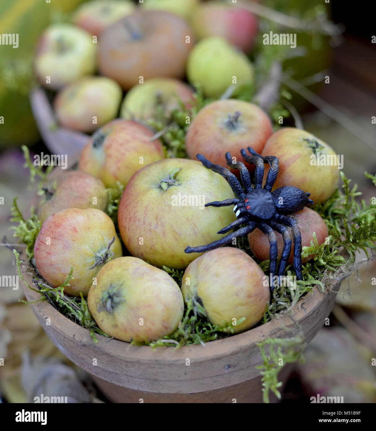 Harvest spider hi-res stock photography and images - Alamy