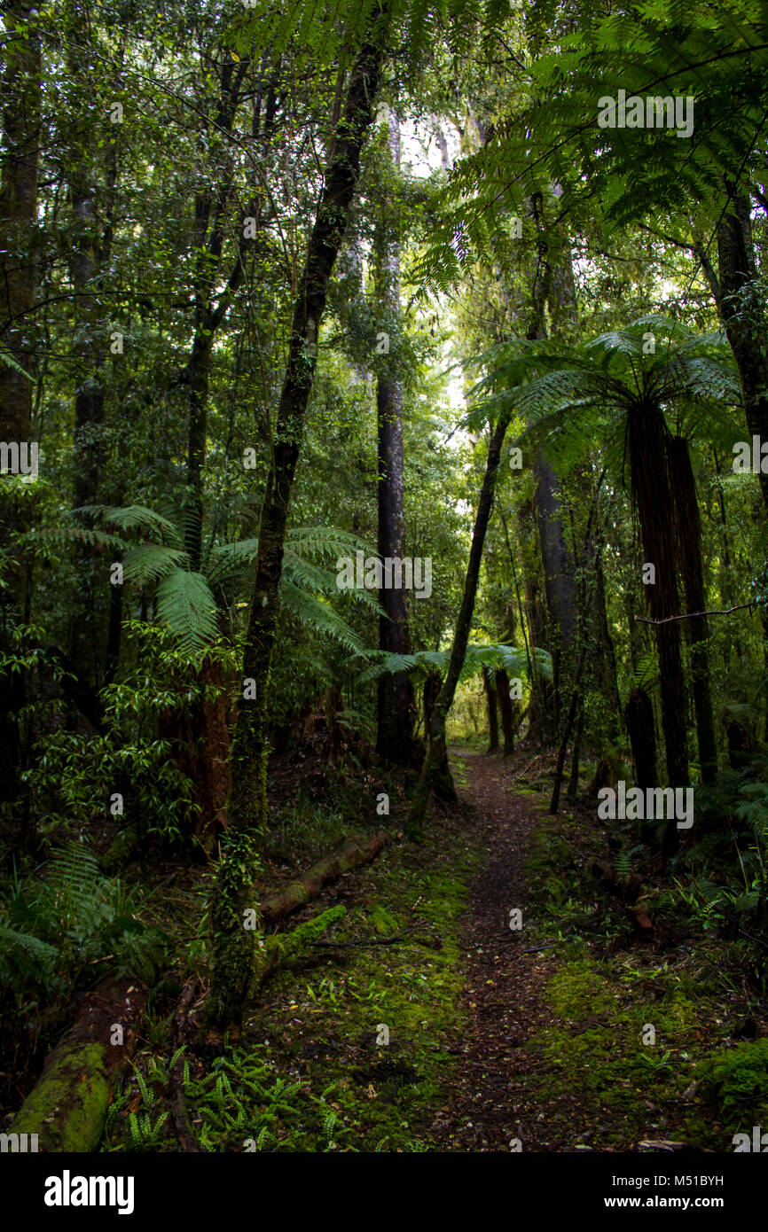 New Zealand stunning rainforest Stock Photo - Alamy