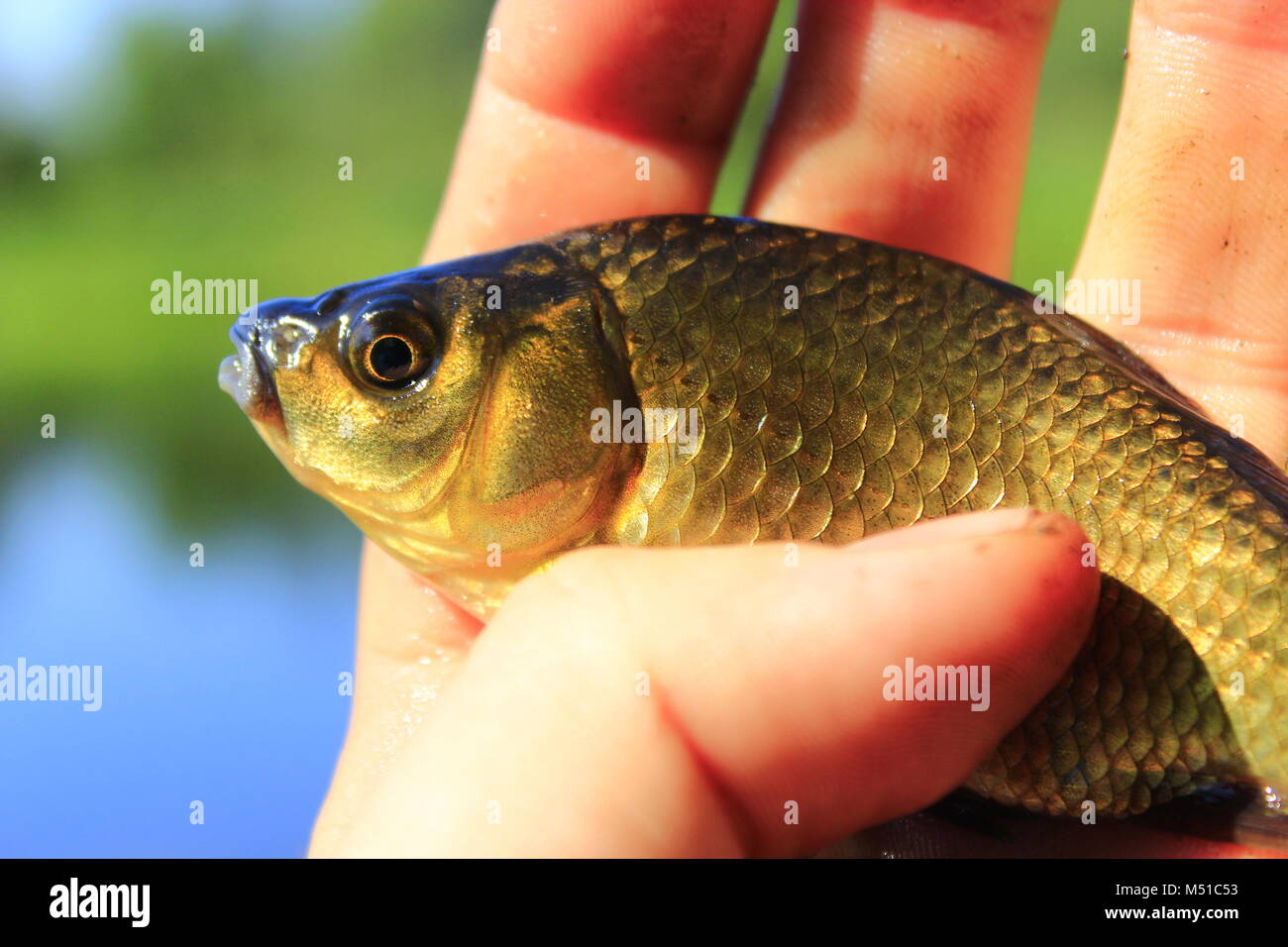 Prussian carp hi-res stock photography and images - Alamy