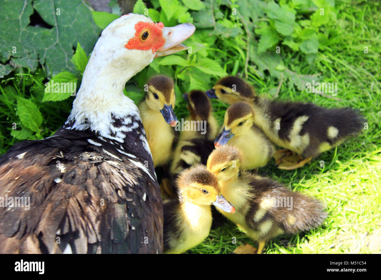 Muscovy duck hen its with ducklings in the poultry Stock Photo - Alamy