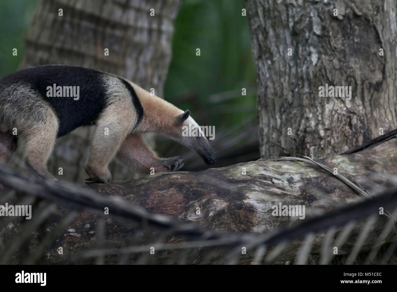 Northern Tamandua anteater Corcovado National Park Osa Peninsula Stock ...