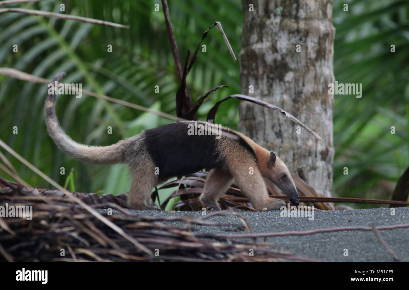 Northern Tamandua anteater Corcovado National Park Osa Peninsula Stock ...
