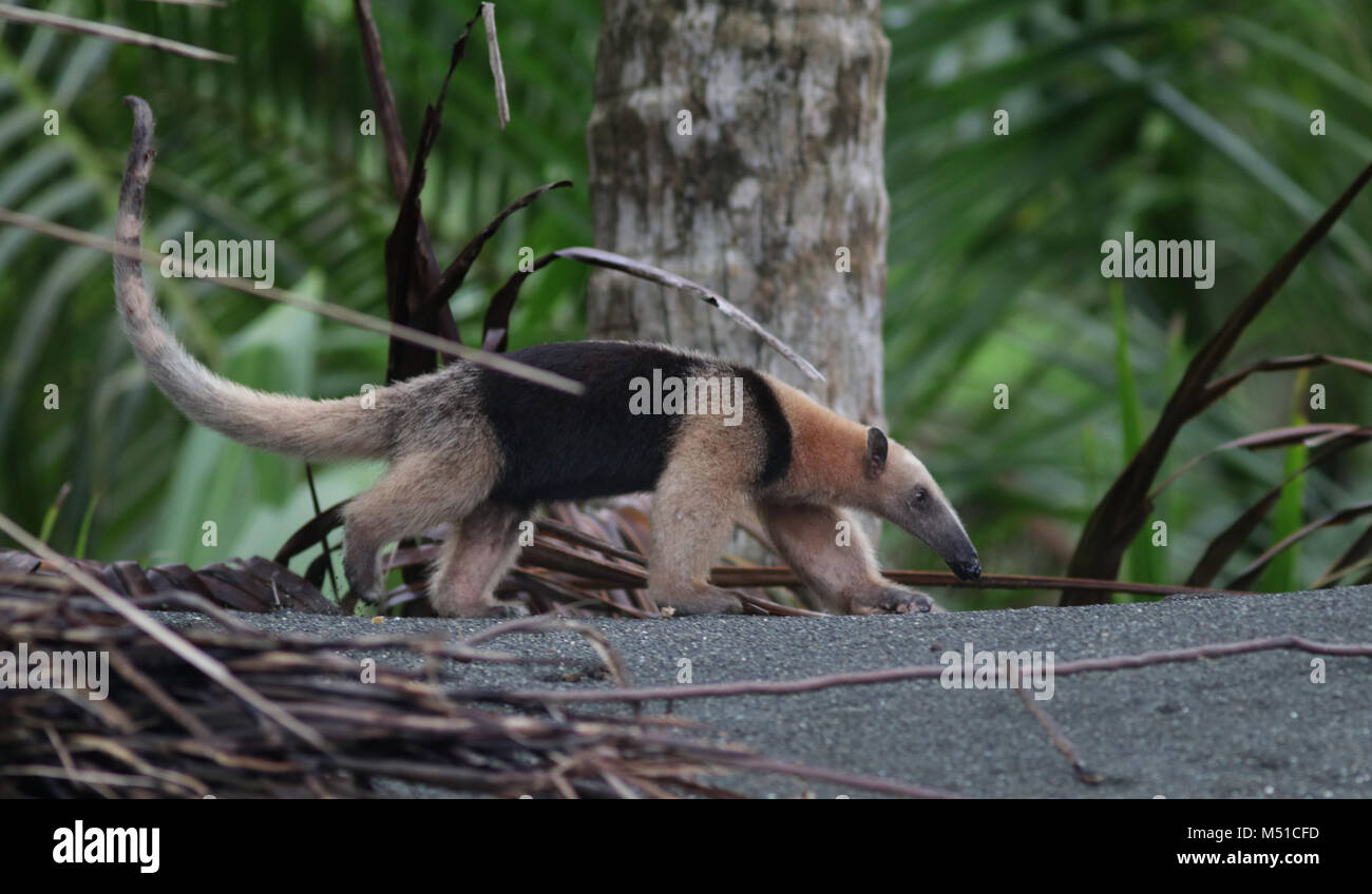 Northern Tamandua anteater Corcovado National Park Osa Peninsula Stock ...
