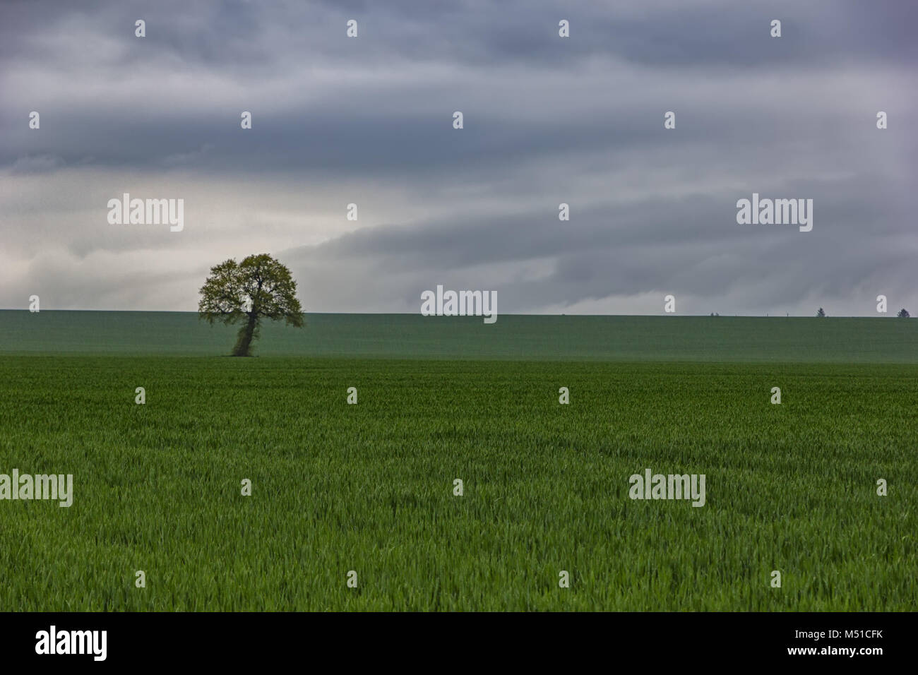 Alone tree hi-res stock photography and images - Alamy
