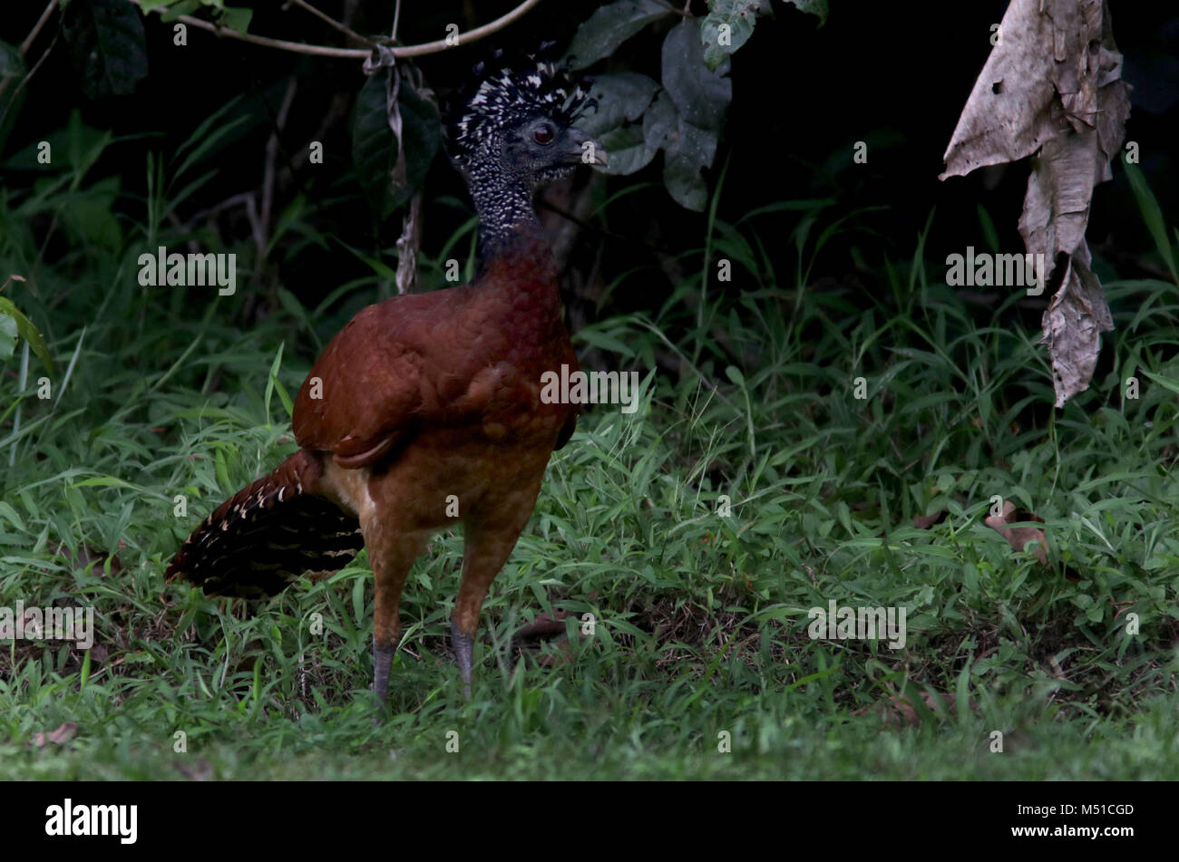 Great Curassow Osa Peninsula Costa Rica Stock Photo - Alamy