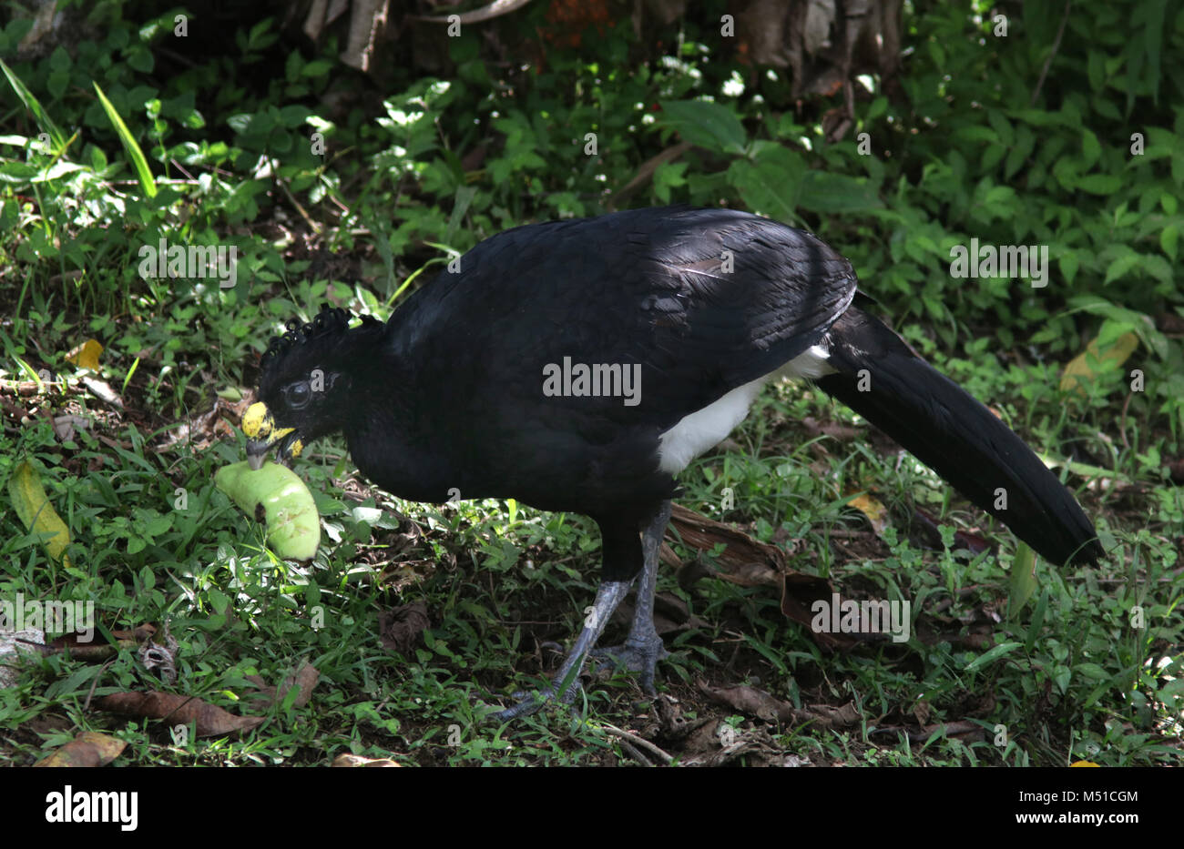 Great Curassow Osa Peninsula Costa Rica Stock Photo - Alamy