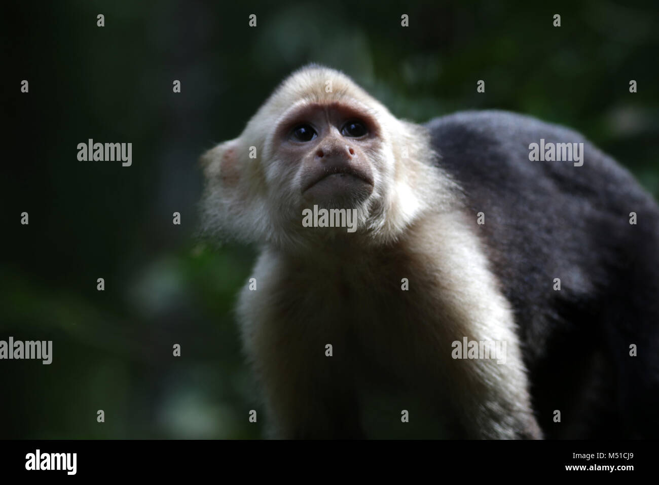 White faced monkey hi-res stock photography and images - Alamy