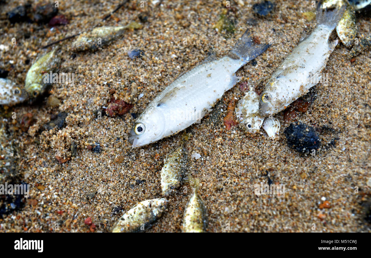 Small fish die on the dirty beach photo in outdoor sun and low lighting ...