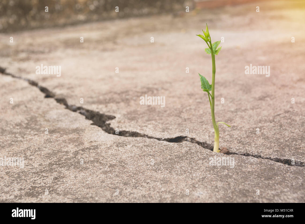 Growing on the ground hi-res stock photography and images - Alamy