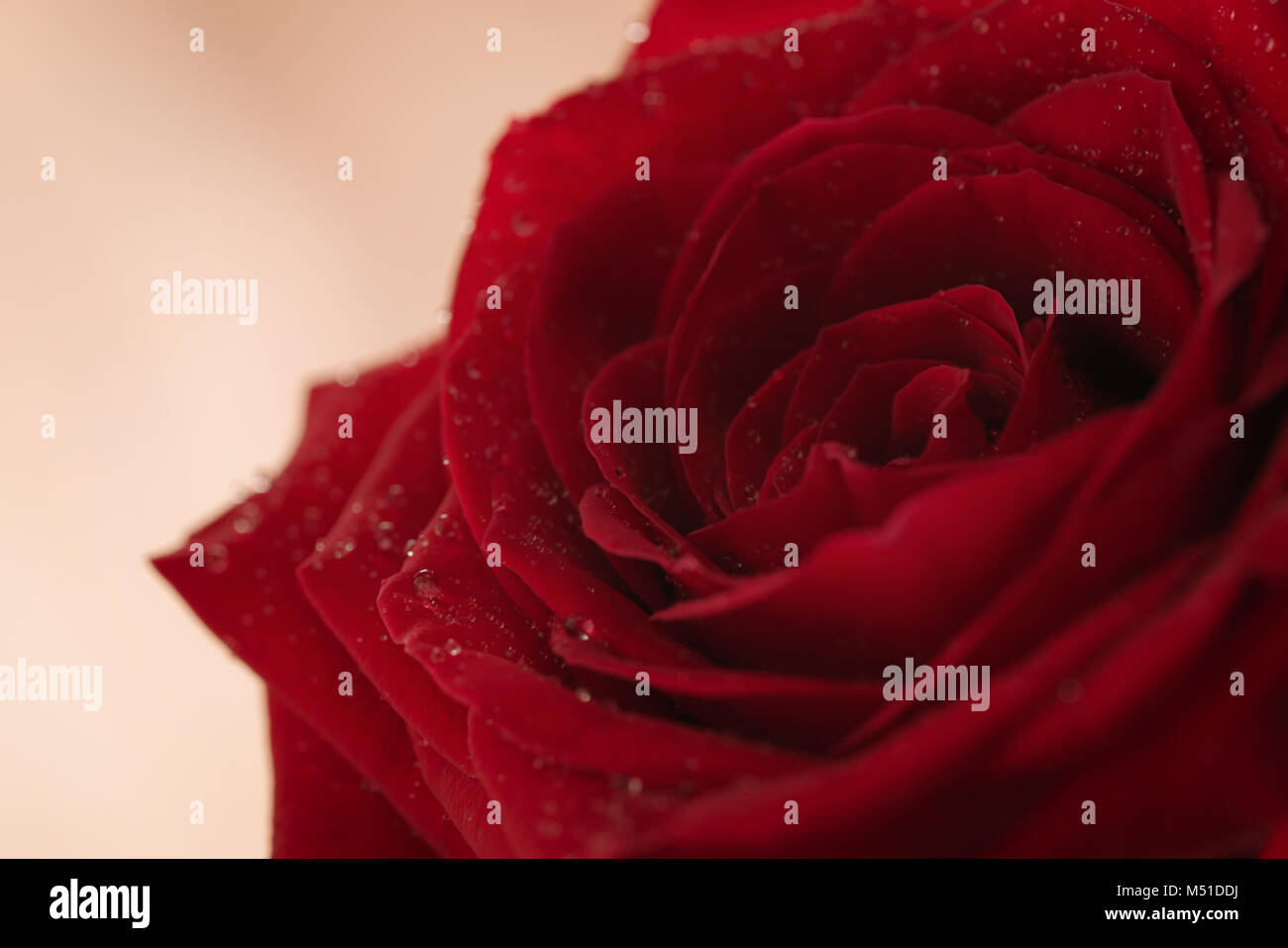 wet red rose flower closeup, shallow focus Stock Photo - Alamy