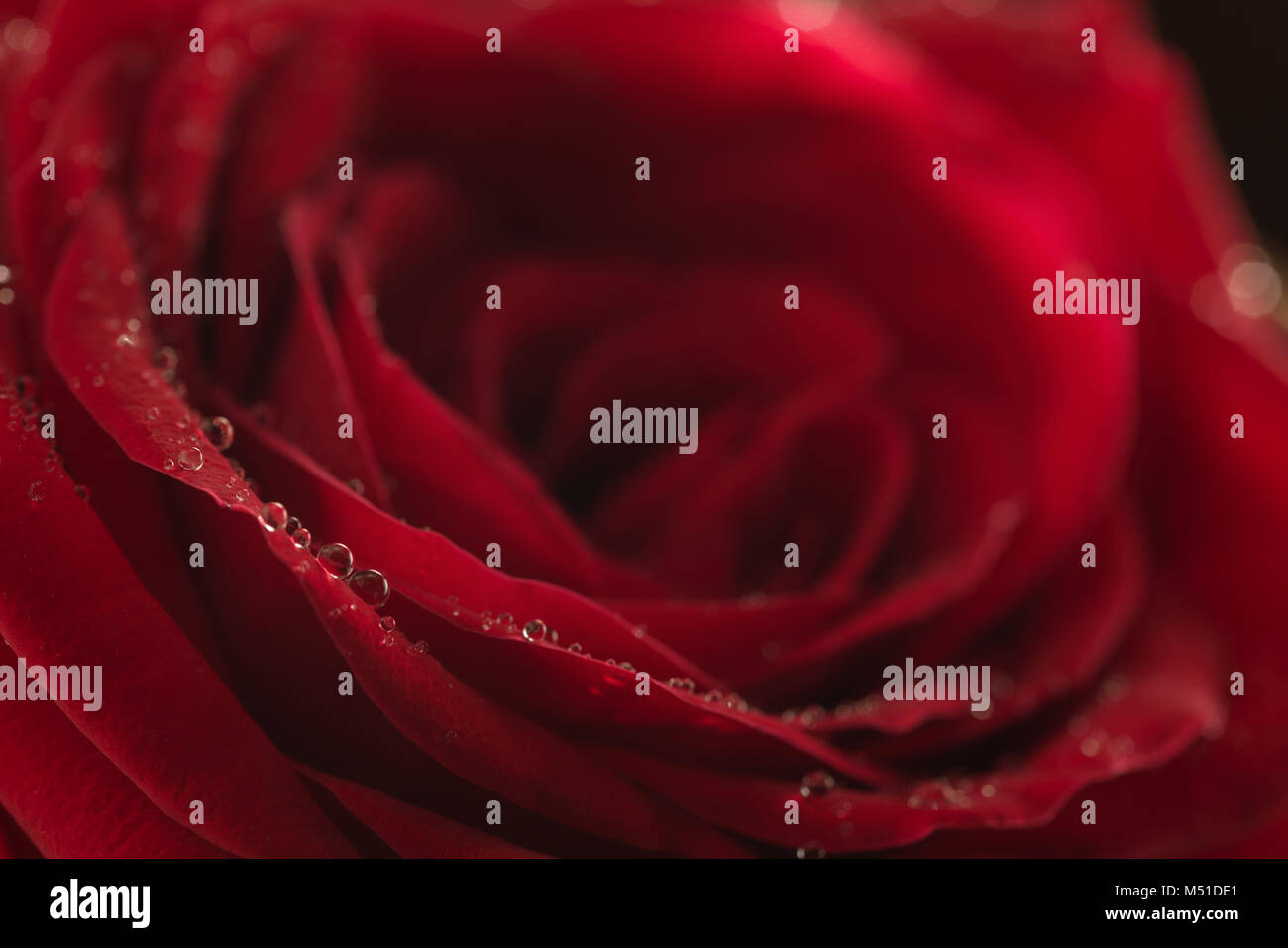 Wet red rose hi-res stock photography and images - Alamy