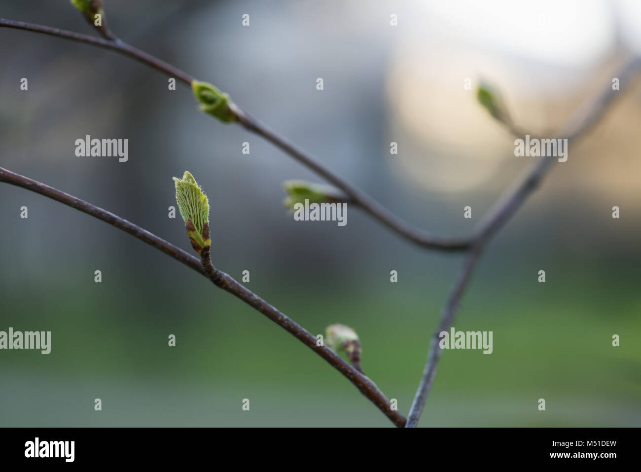 closeup of first spring leaves on tree, shallow focus Stock Photo - Alamy