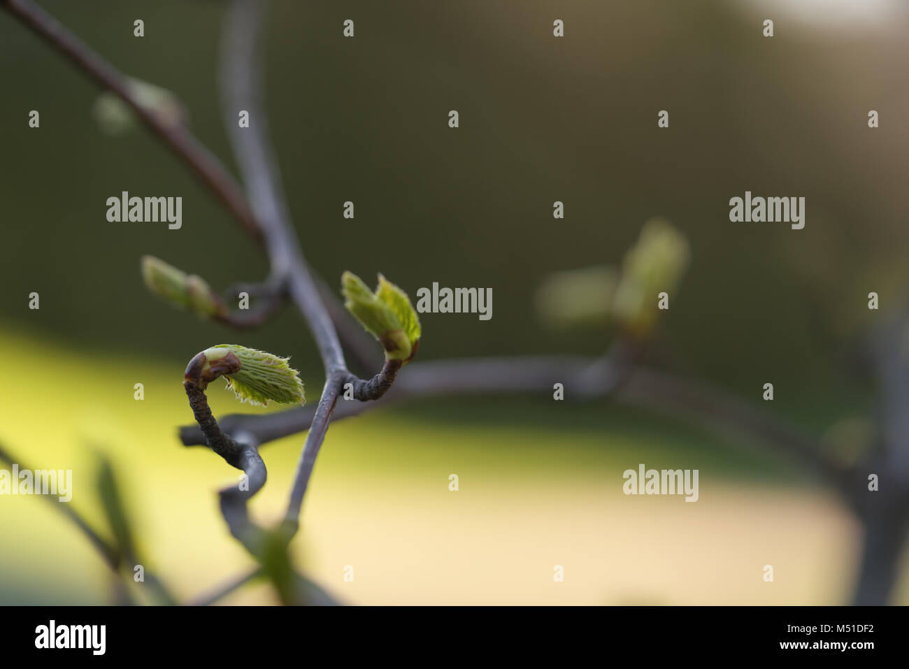 closeup of first spring leaves on tree, shallow focus Stock Photo - Alamy
