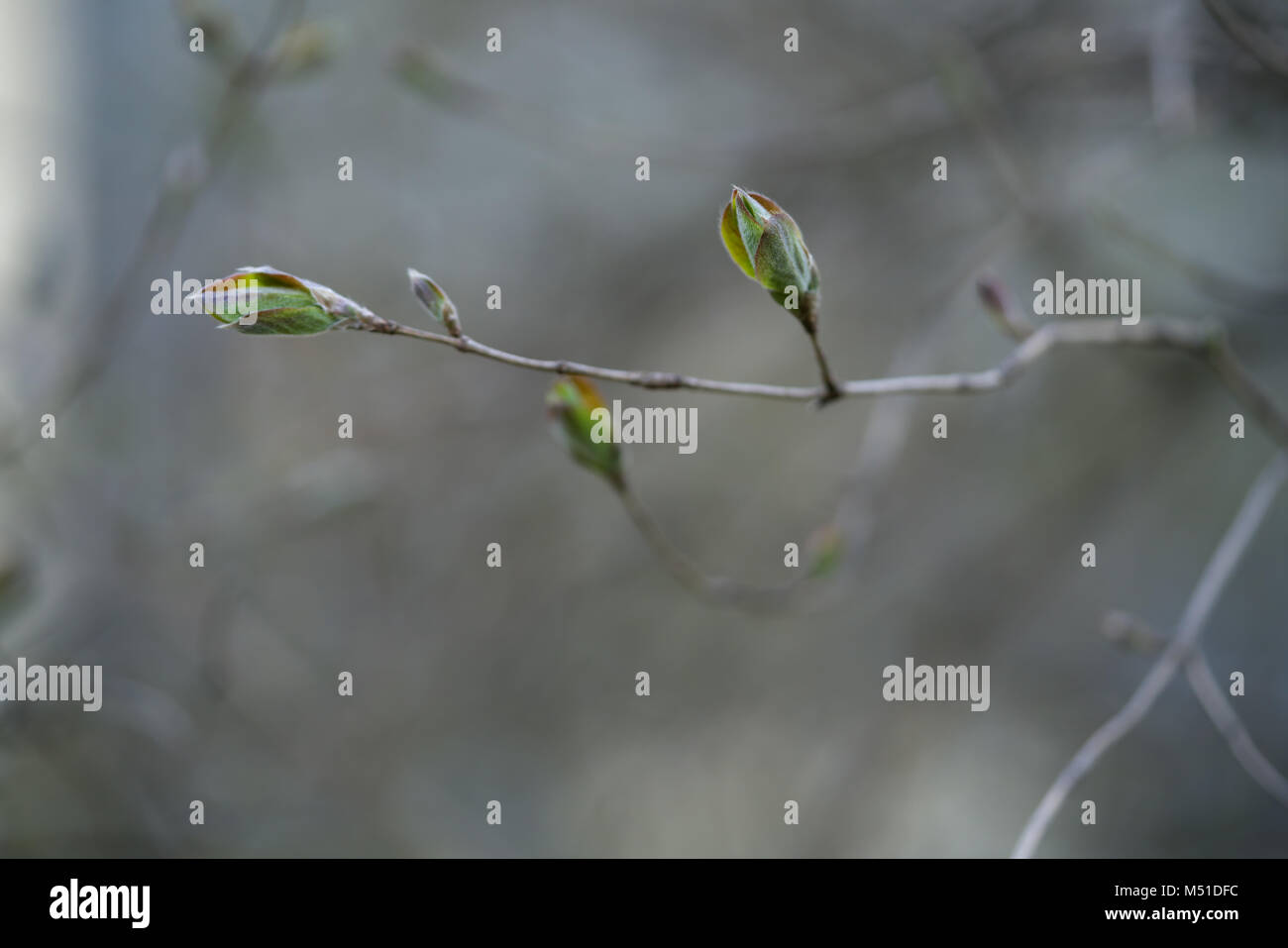 closeup of first spring leaves on tree, shallow focus Stock Photo - Alamy