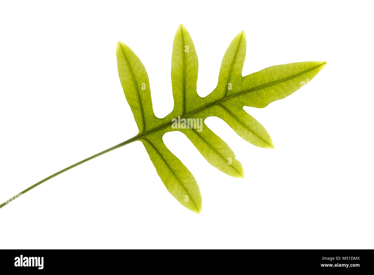 Blue Star Fern, Phlebodium aureum "Blue Star", formerly Polypodium ...