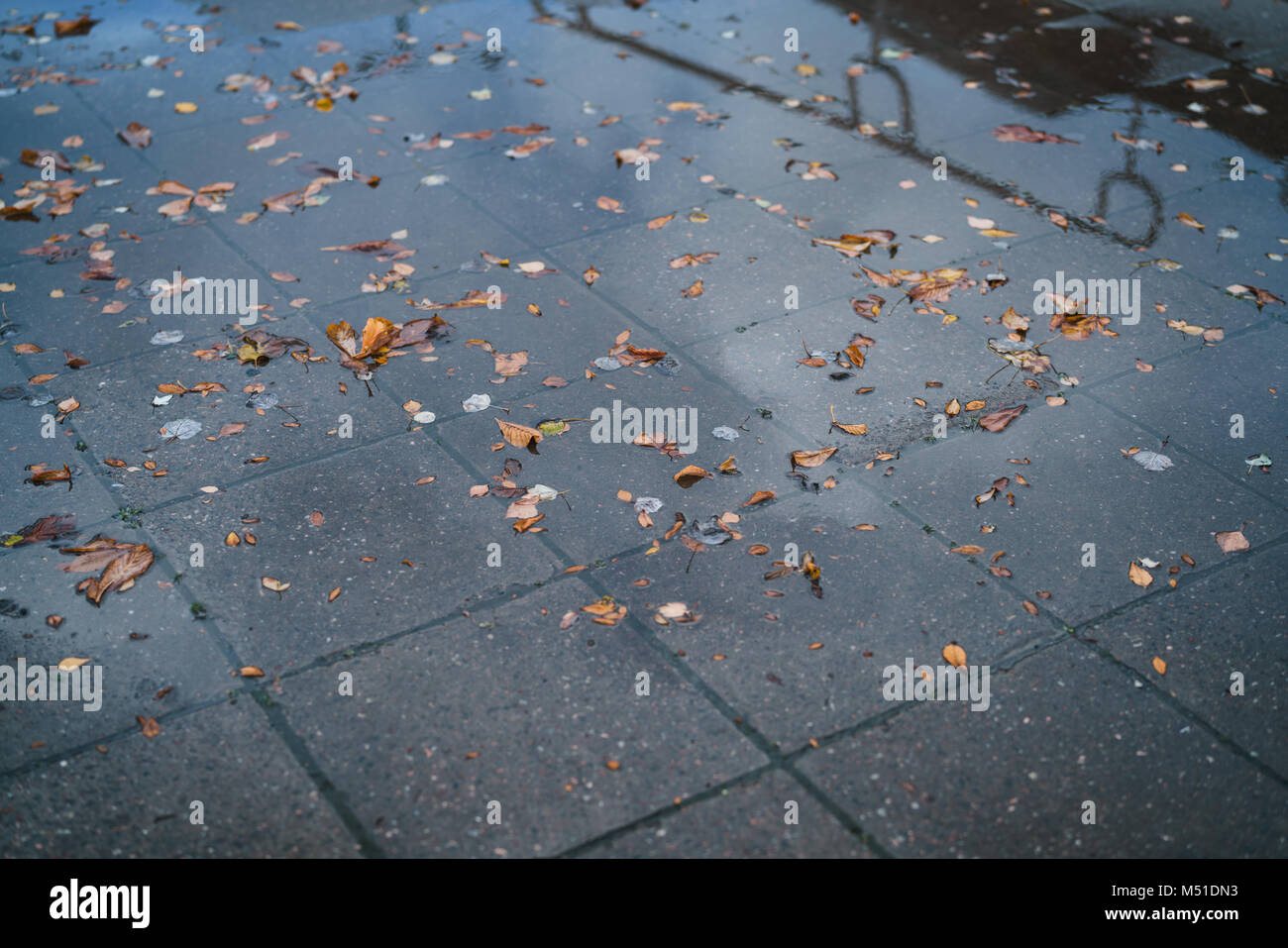 urban autumn background with fallen leaves on wet pavement in a city ...