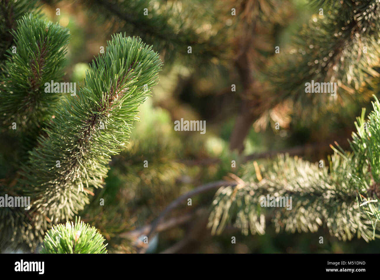 green branch on small pine tree, shallow focus Stock Photo - Alamy