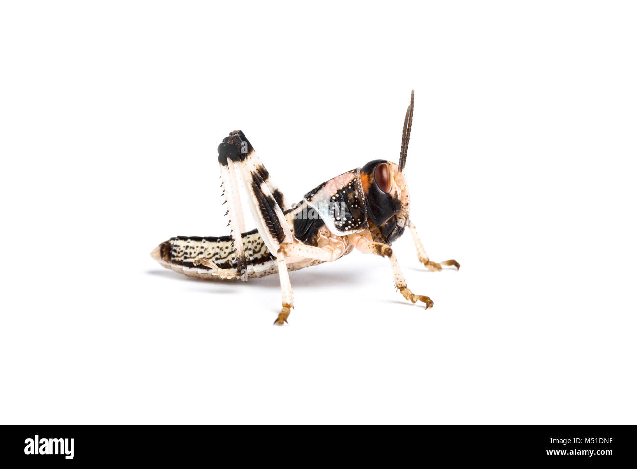 Locust hopper, Schistocerca gregaria, on white background. Family ...