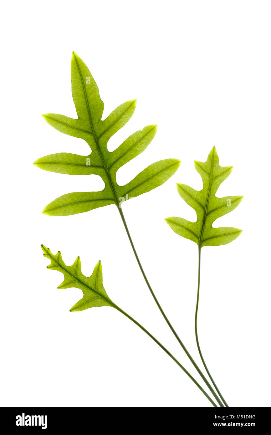 Phlebodium Cut Out Stock Images & Pictures - Alamy