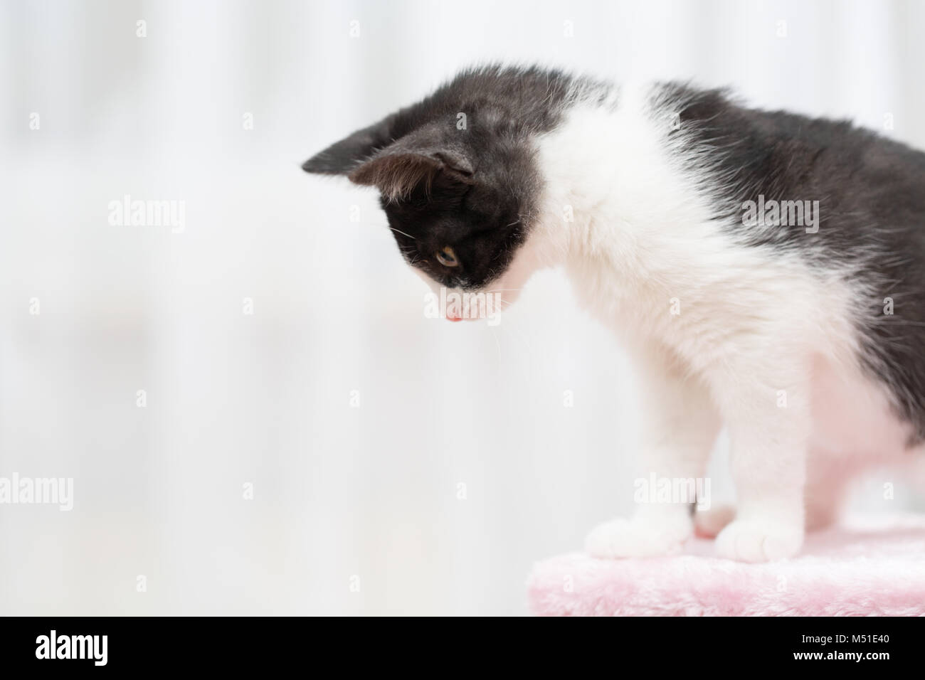 Portrait little hi-res stock photography and images - Alamy