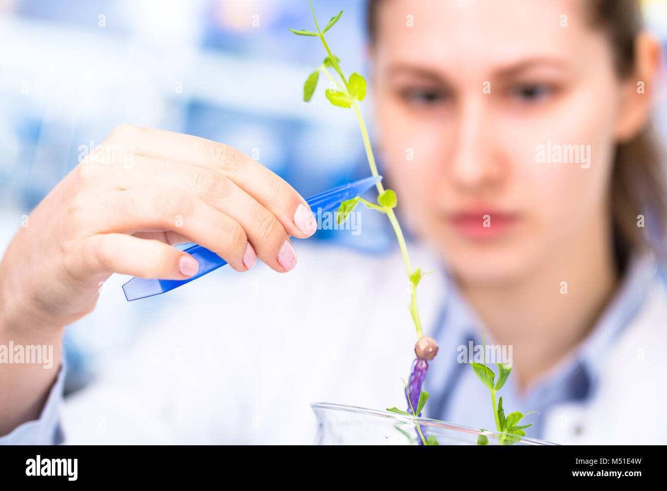 technician in the laboratory of plant genetics investigates the sprout ...