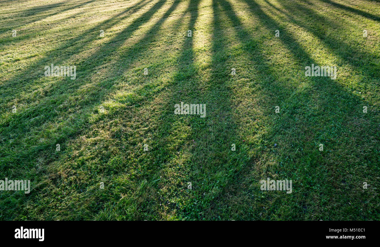 Tree shadow on short green grass Stock Photo - Alamy