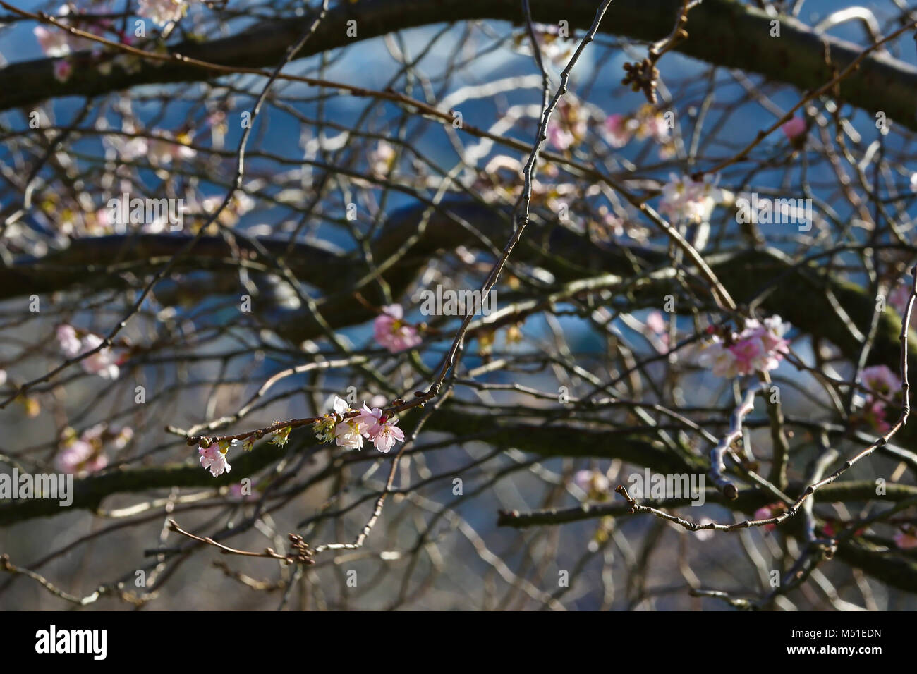 Cherry blossom begins to bloom on trees in Alexandra Palace, north ...