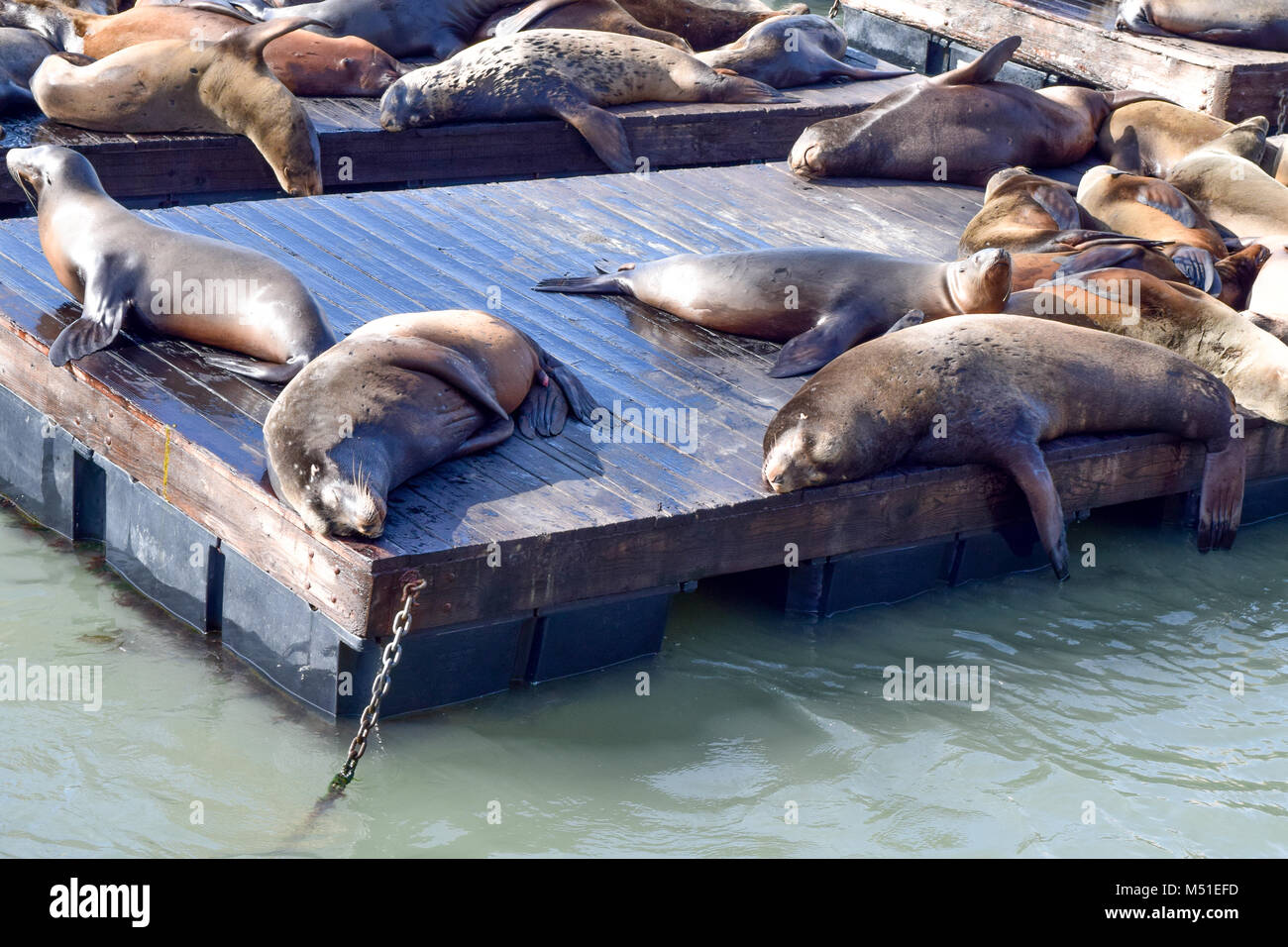 Pier 39 seals lying in the sun and sleeping, San Francisco harbour ...
