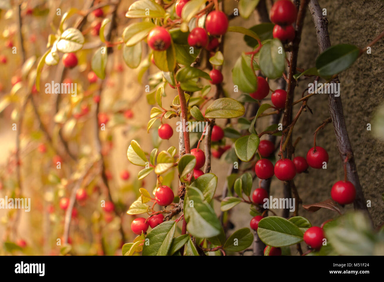 Beautiful red berries in sunshine Stock Photo - Alamy