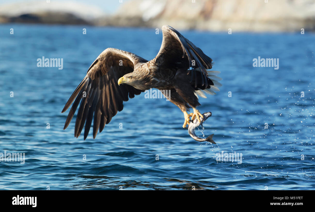 White bird catching fish hi-res stock photography and images - Alamy