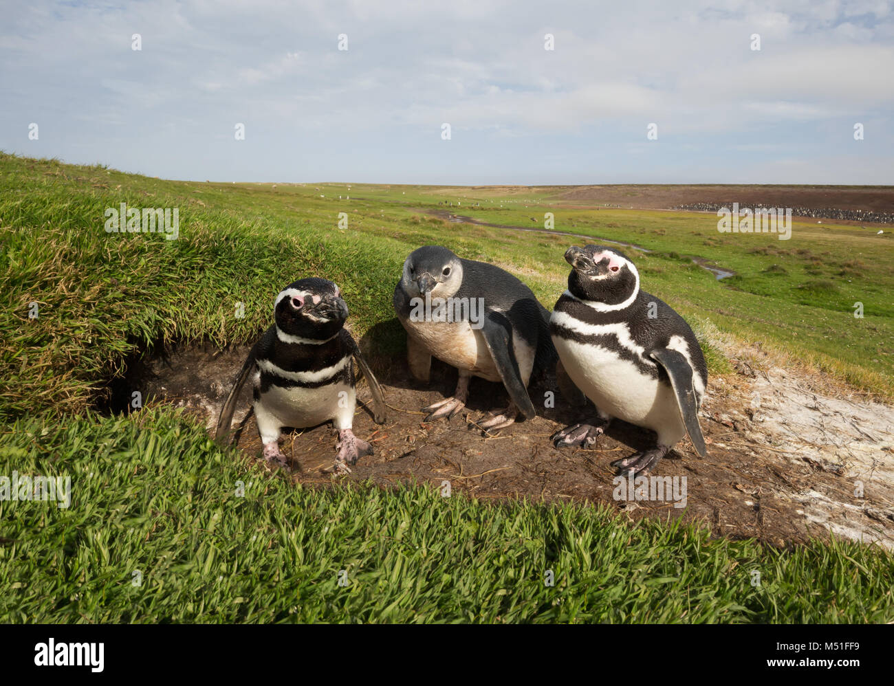 Family of Magellanic penguins standing by a burrow, summer in Falkland ...