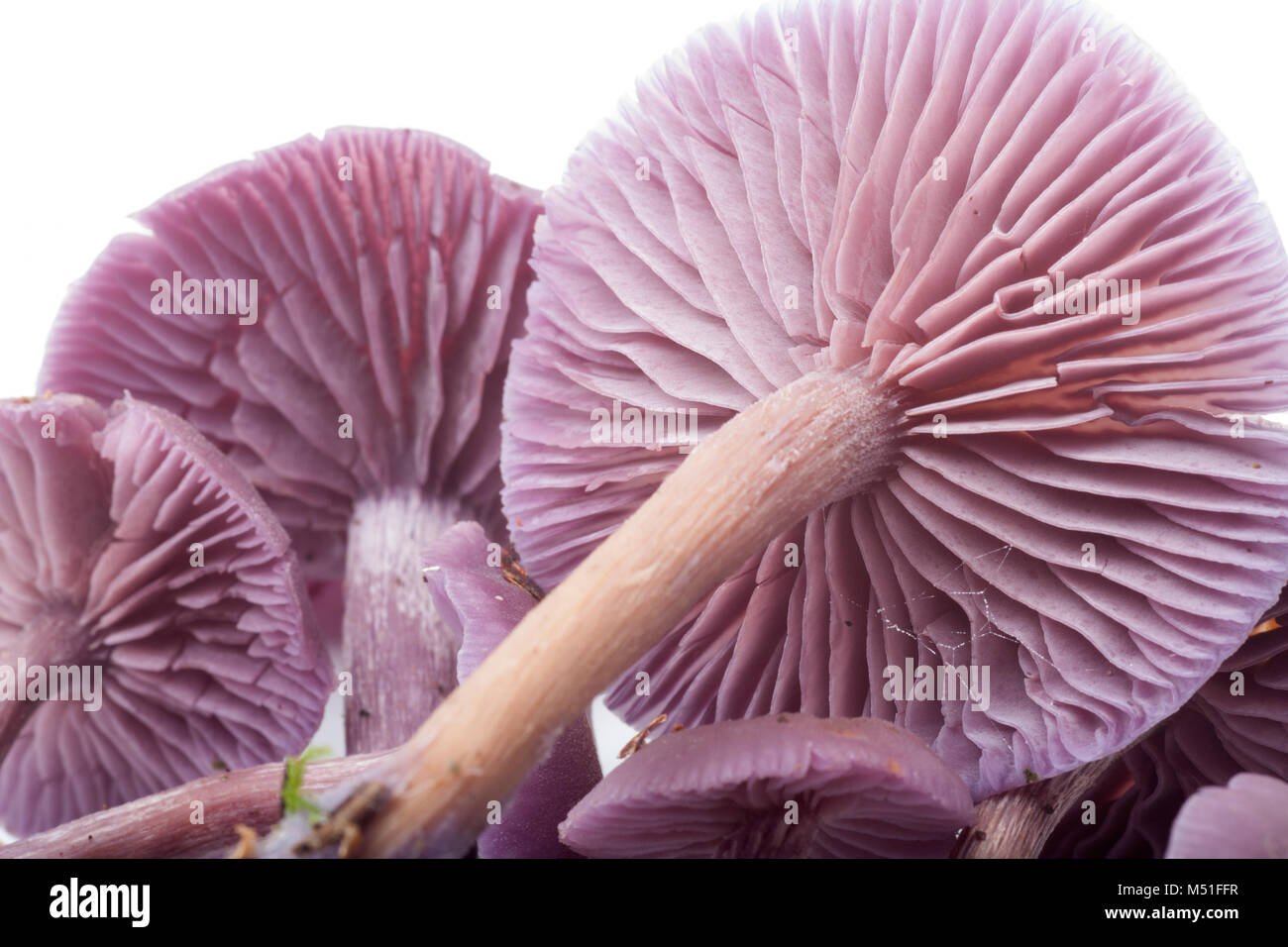 Studio picture of amethyst deceiver toadstools, Laccaria amethystina ...