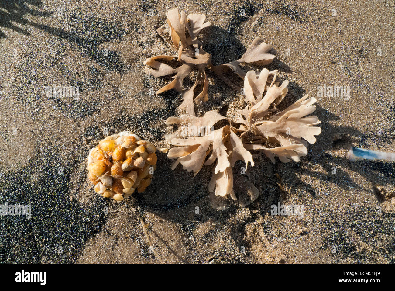 Carragheen (Irish Moss) (Chondrus crispus) and Red Whelk (Buckie) egg ...