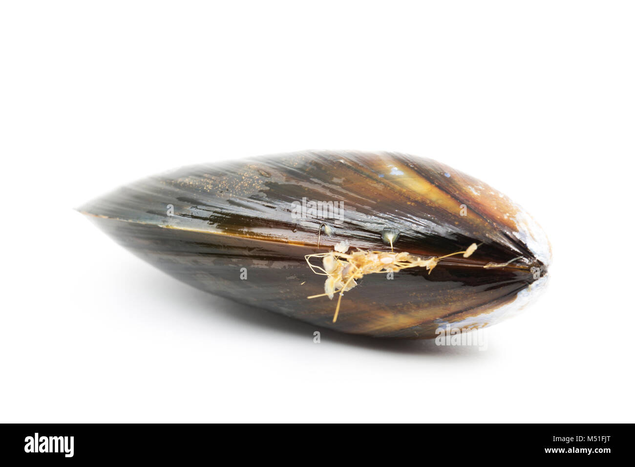 Types of shellfish hi-res stock photography and images - Alamy