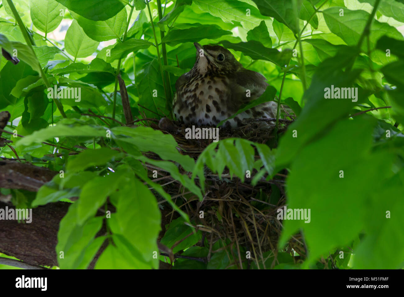 Thrush bird in tree nest Stock Photo - Alamy