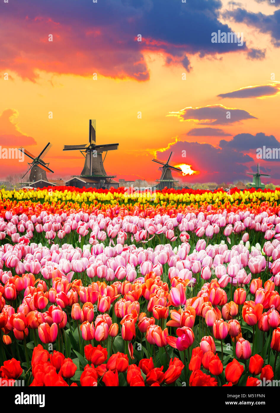 Dutch wind mills Stock Photo - Alamy