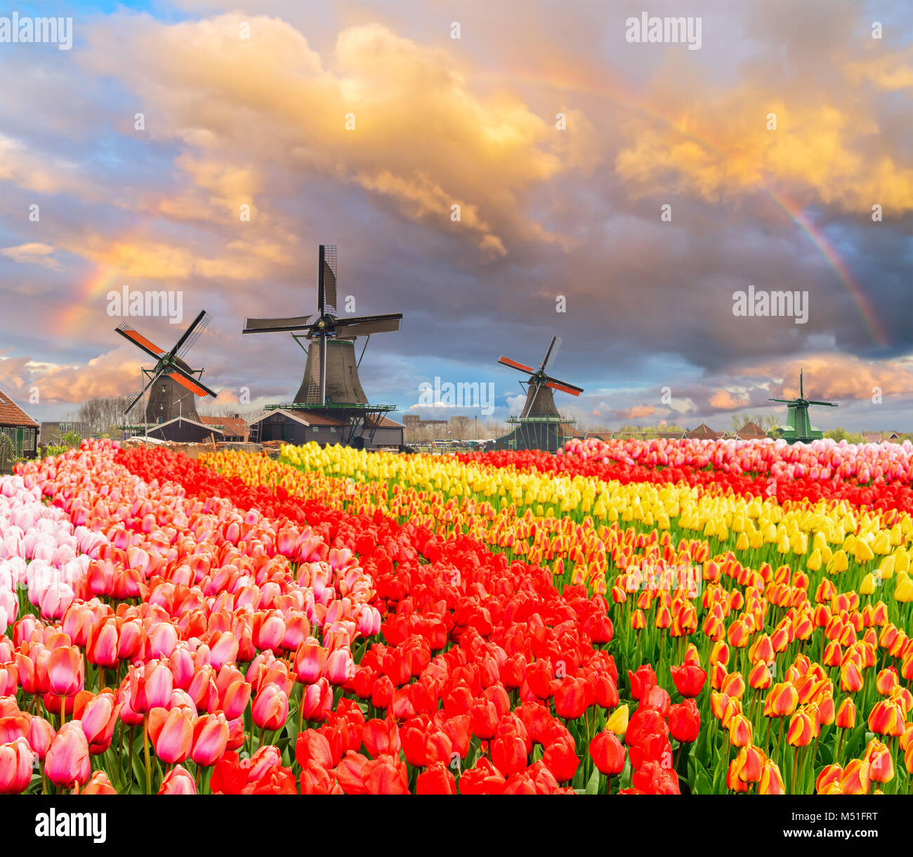 Dutch wind mills Stock Photo - Alamy