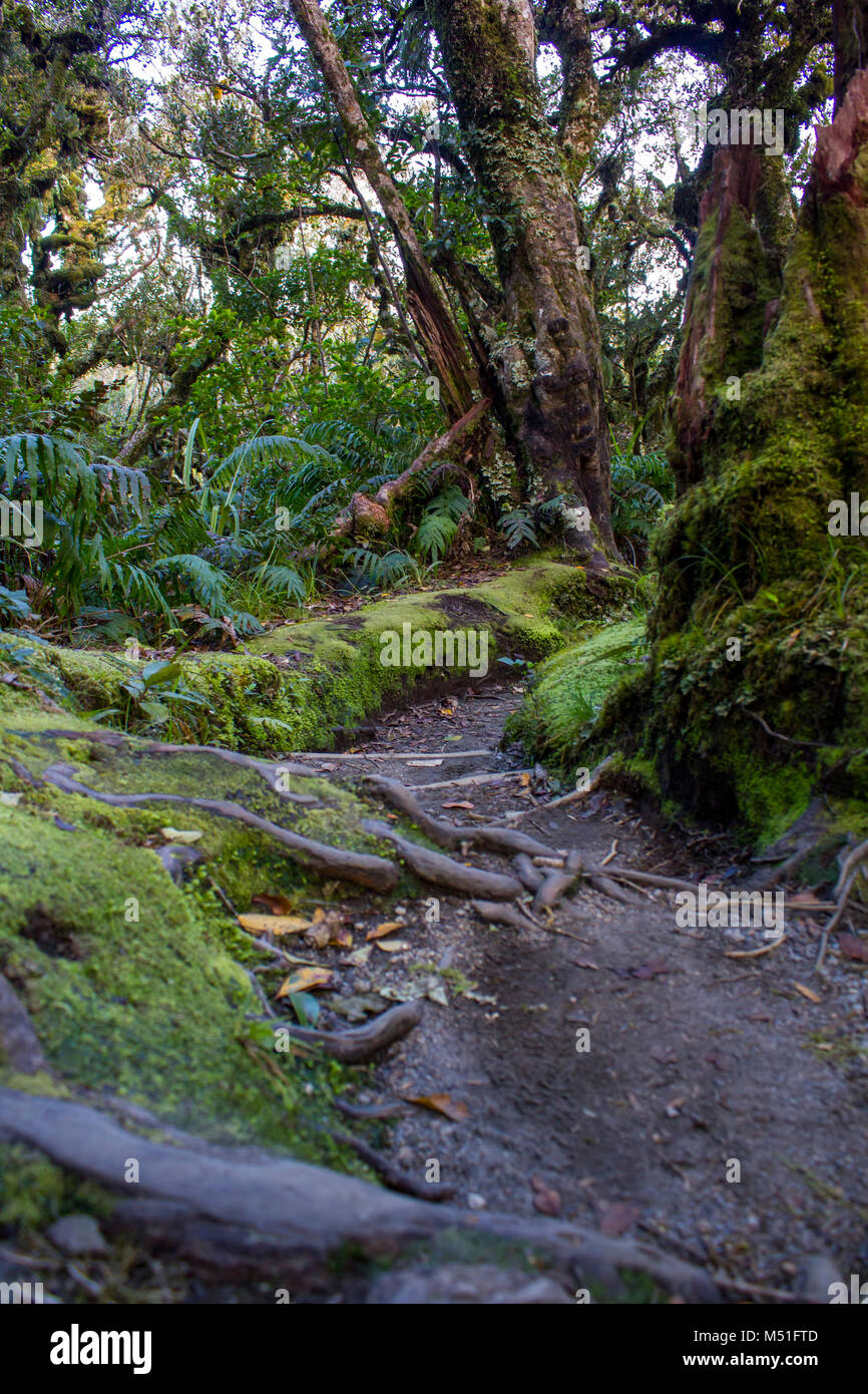 Tropical forest floor no vegetation hi-res stock photography and images ...