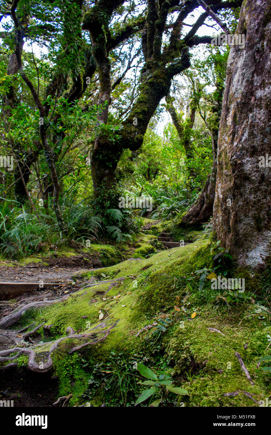 New Zealand rainforest magical path Stock Photo - Alamy