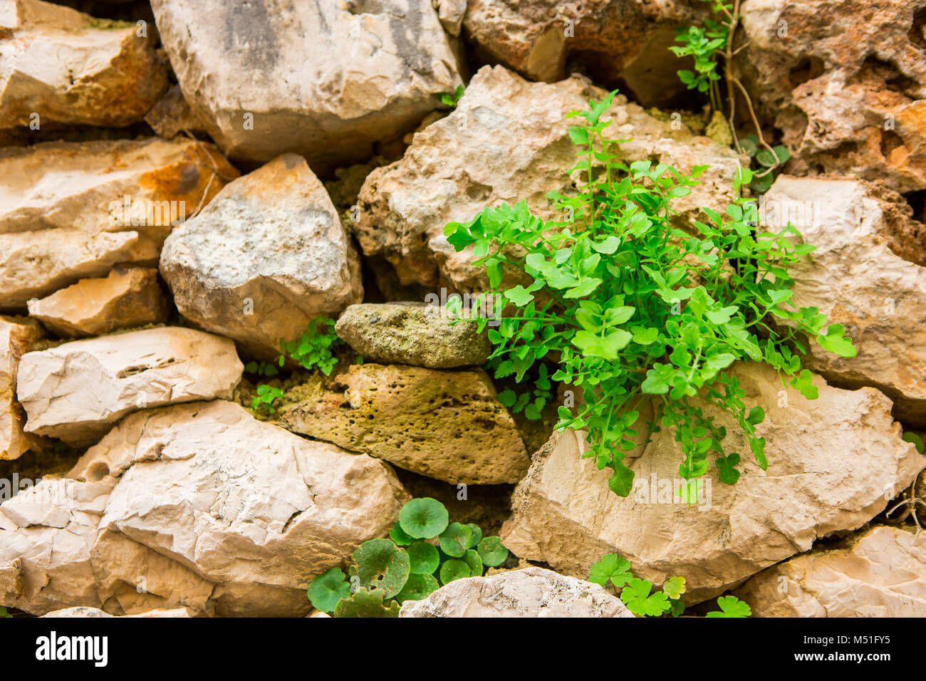 Plantlets hi-res stock photography and images - Alamy