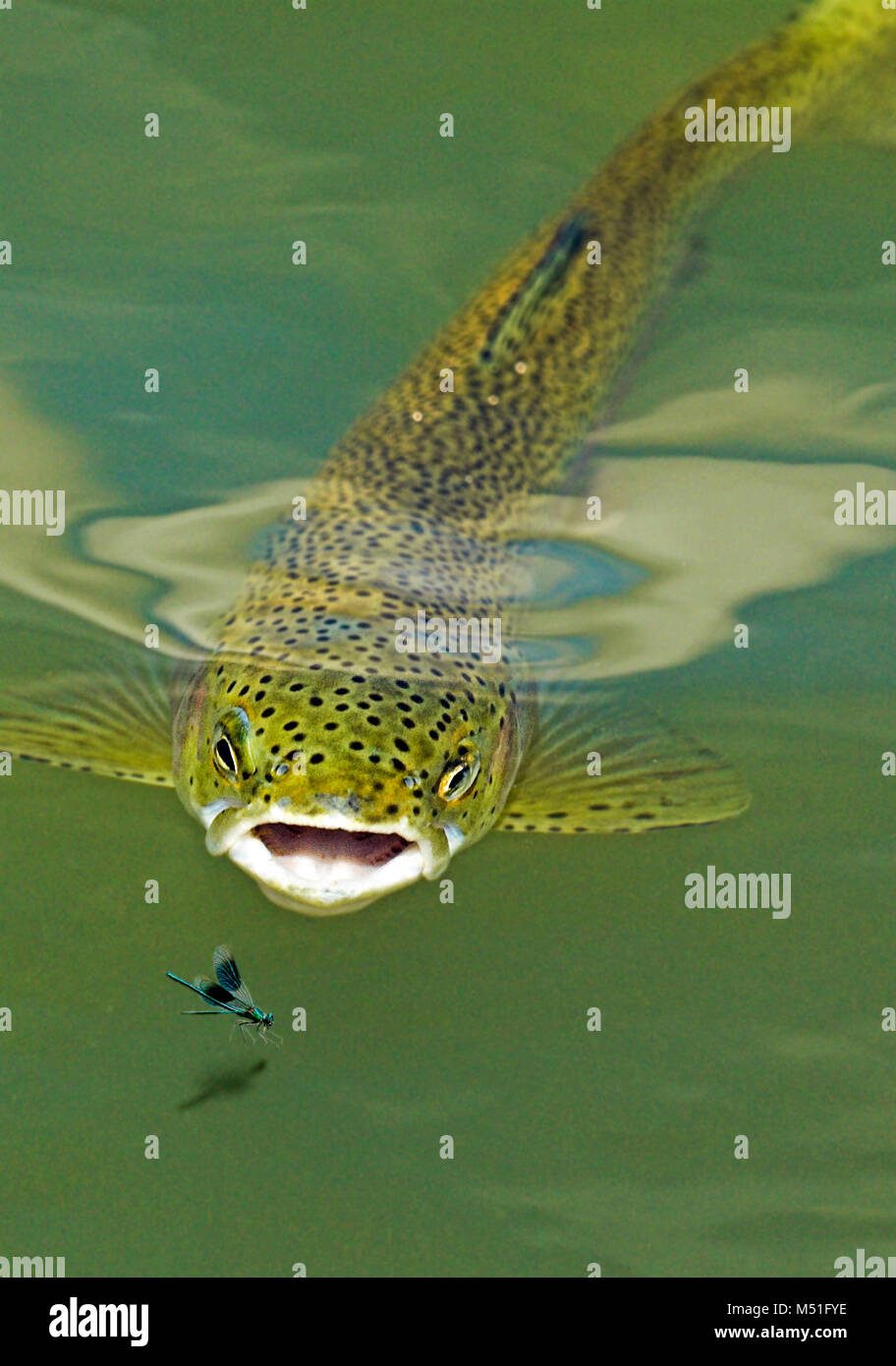 Rainbow Trout takes a damselfly Stock Photo - Alamy