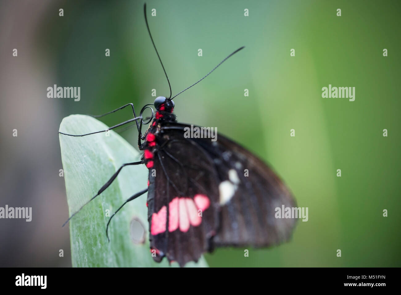 Butterfly colors hi-res stock photography and images - Alamy