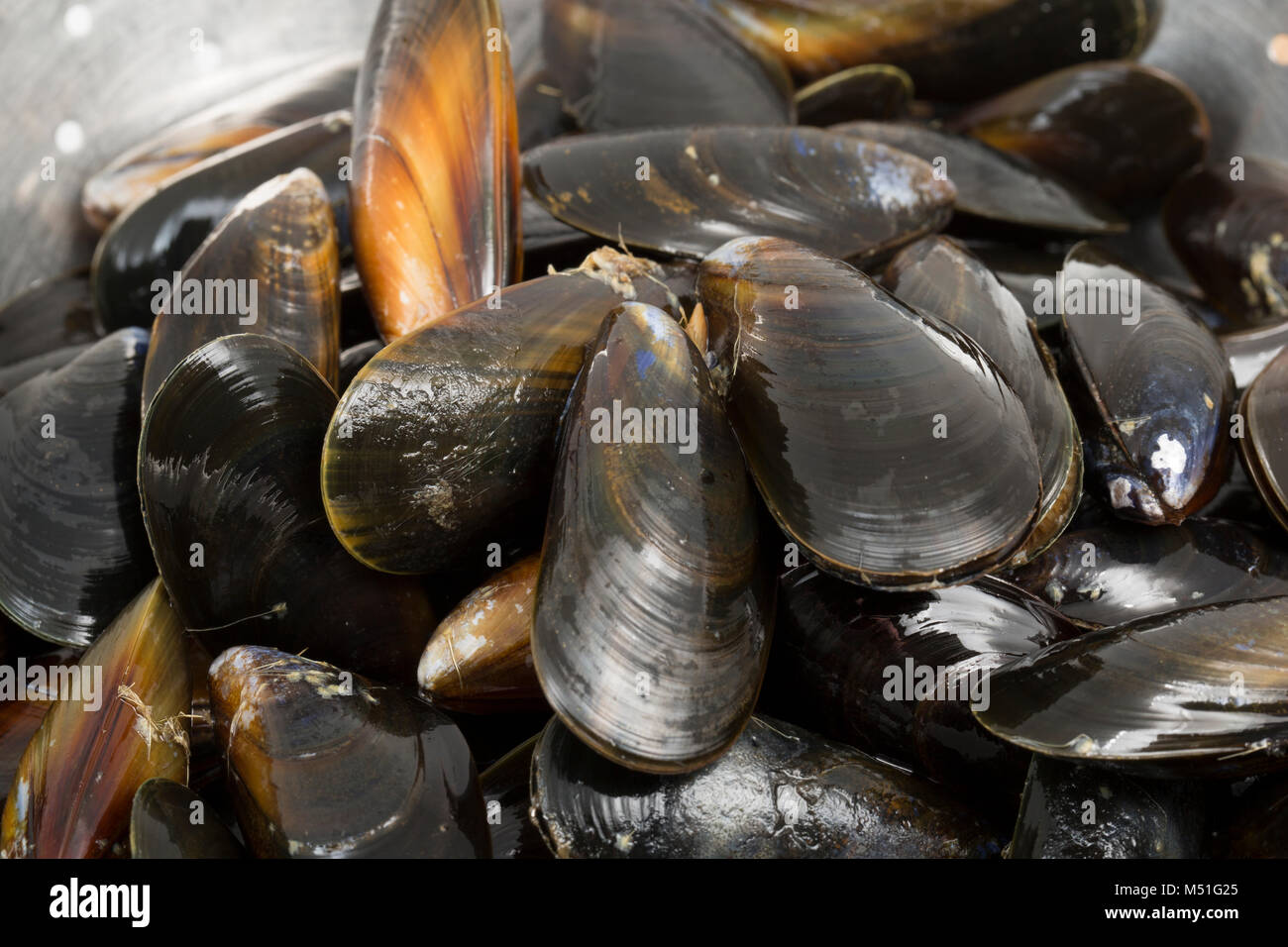 Live, rope-grown mussels, Mytilus edulis, from a supermarket. The ...