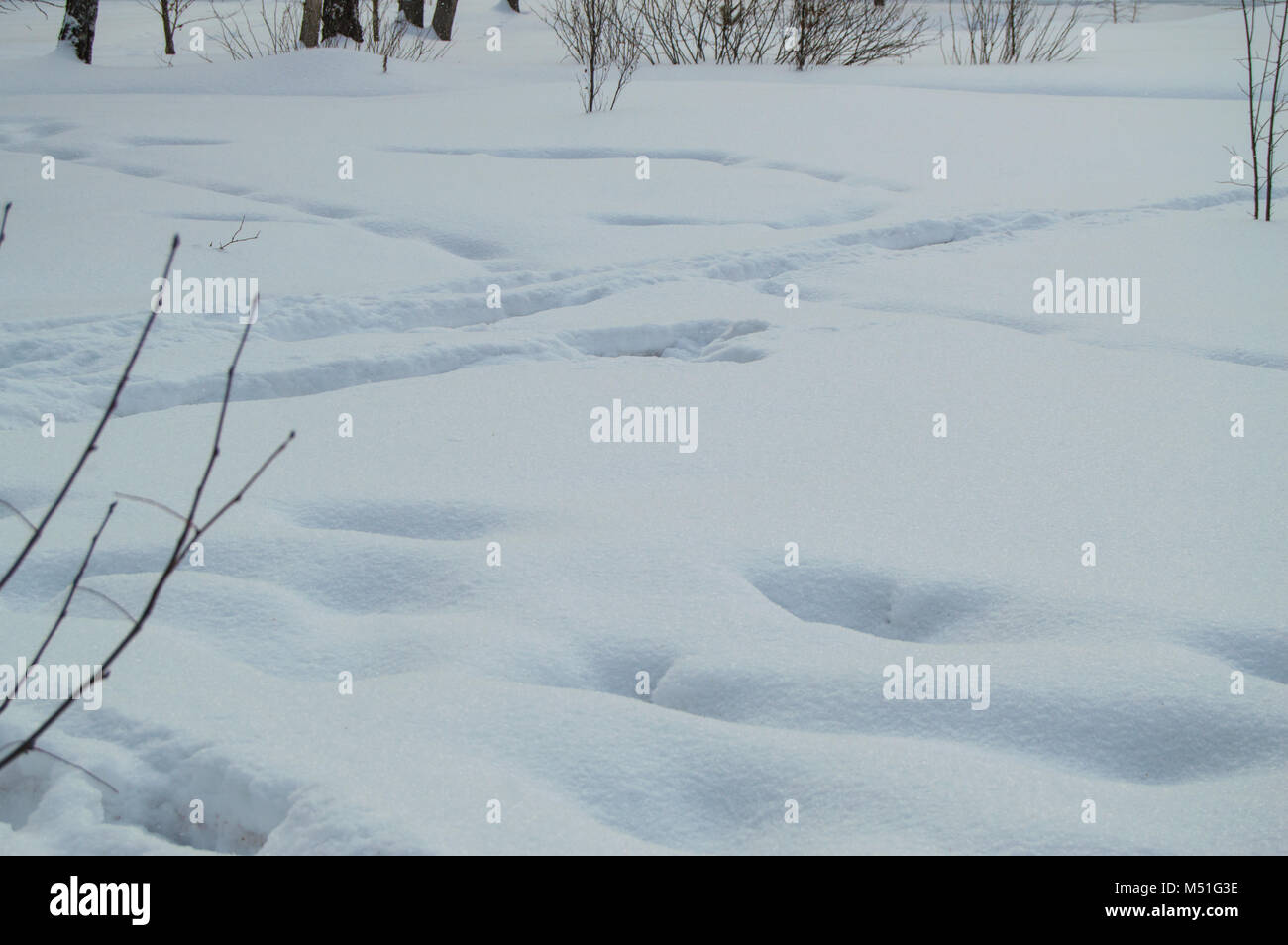 Snow drifts and snow tracks in winter forest, Park Stock Photo - Alamy
