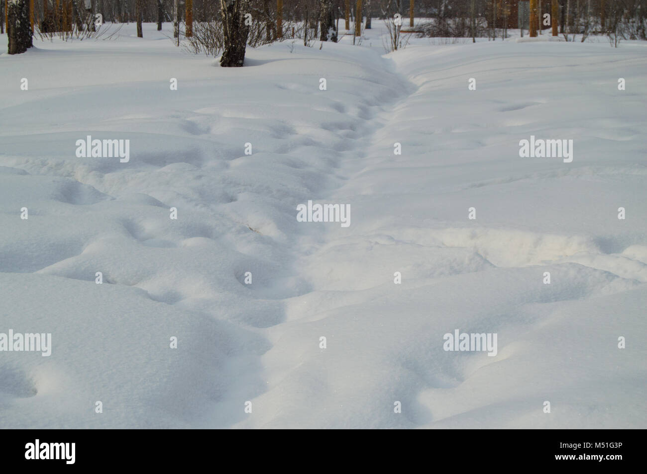 Snow drifts and snow tracks in winter forest, Park Stock Photo - Alamy