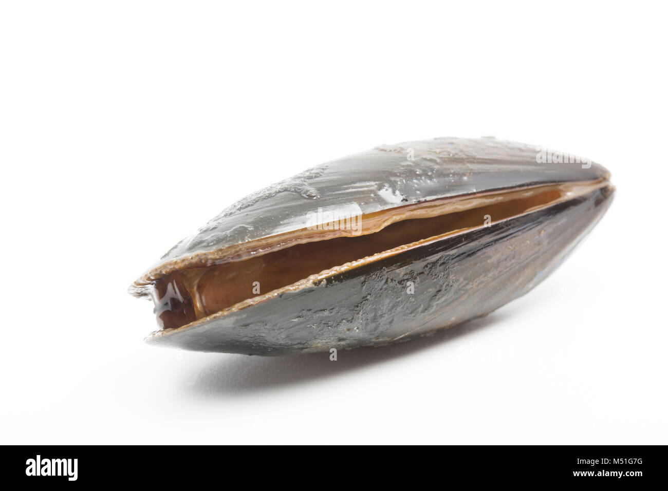 Types of shellfish hi-res stock photography and images - Alamy