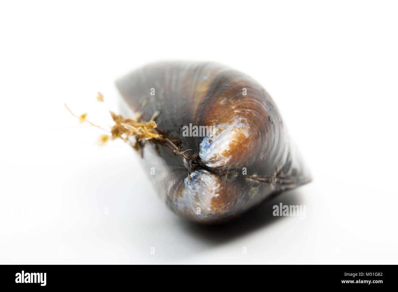 Live, rope-grown mussel, Mytilus edulis, from a supermarket. The ...