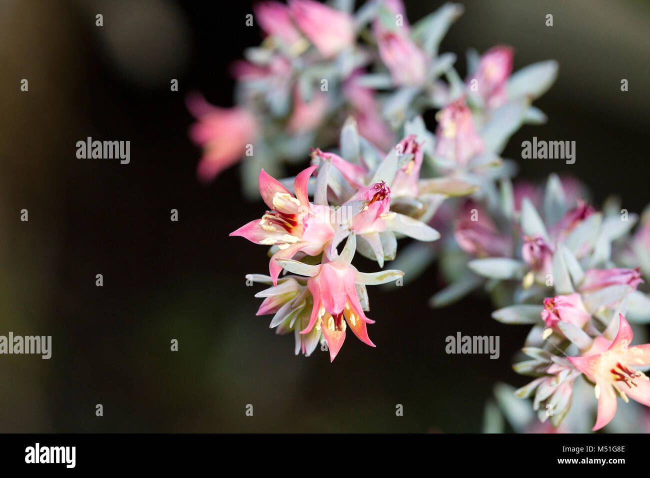 Nice color hi-res stock photography and images - Alamy