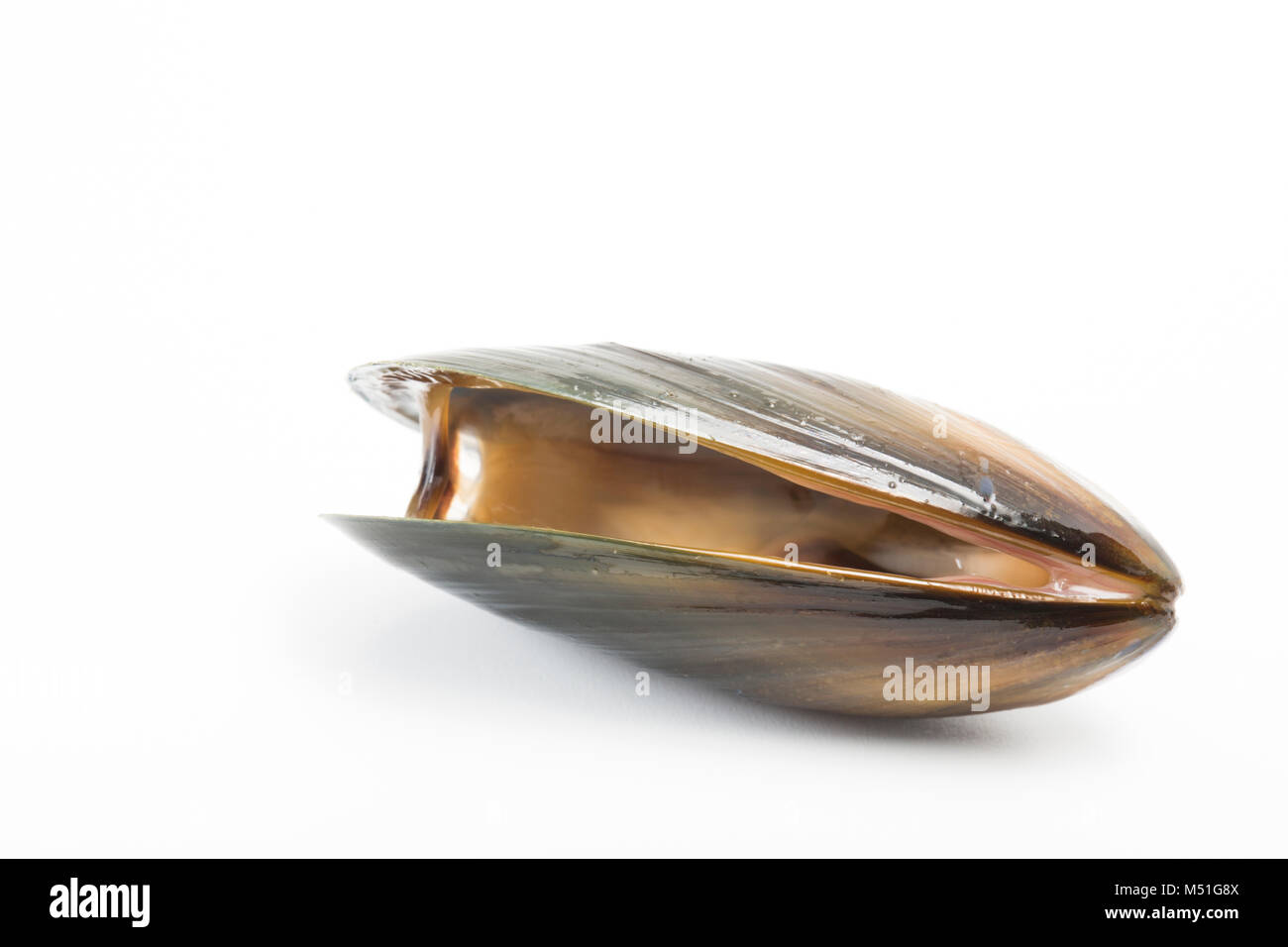 Mytilus mussel Cut Out Stock Images & Pictures - Alamy